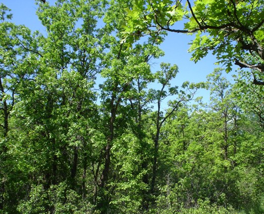 Oak Forest - Naturalist Services - Parks and Open Space - Public Works ...